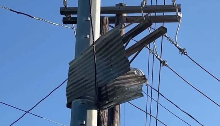 When a snake enters a Texas substation, 16,000 residents lose ...