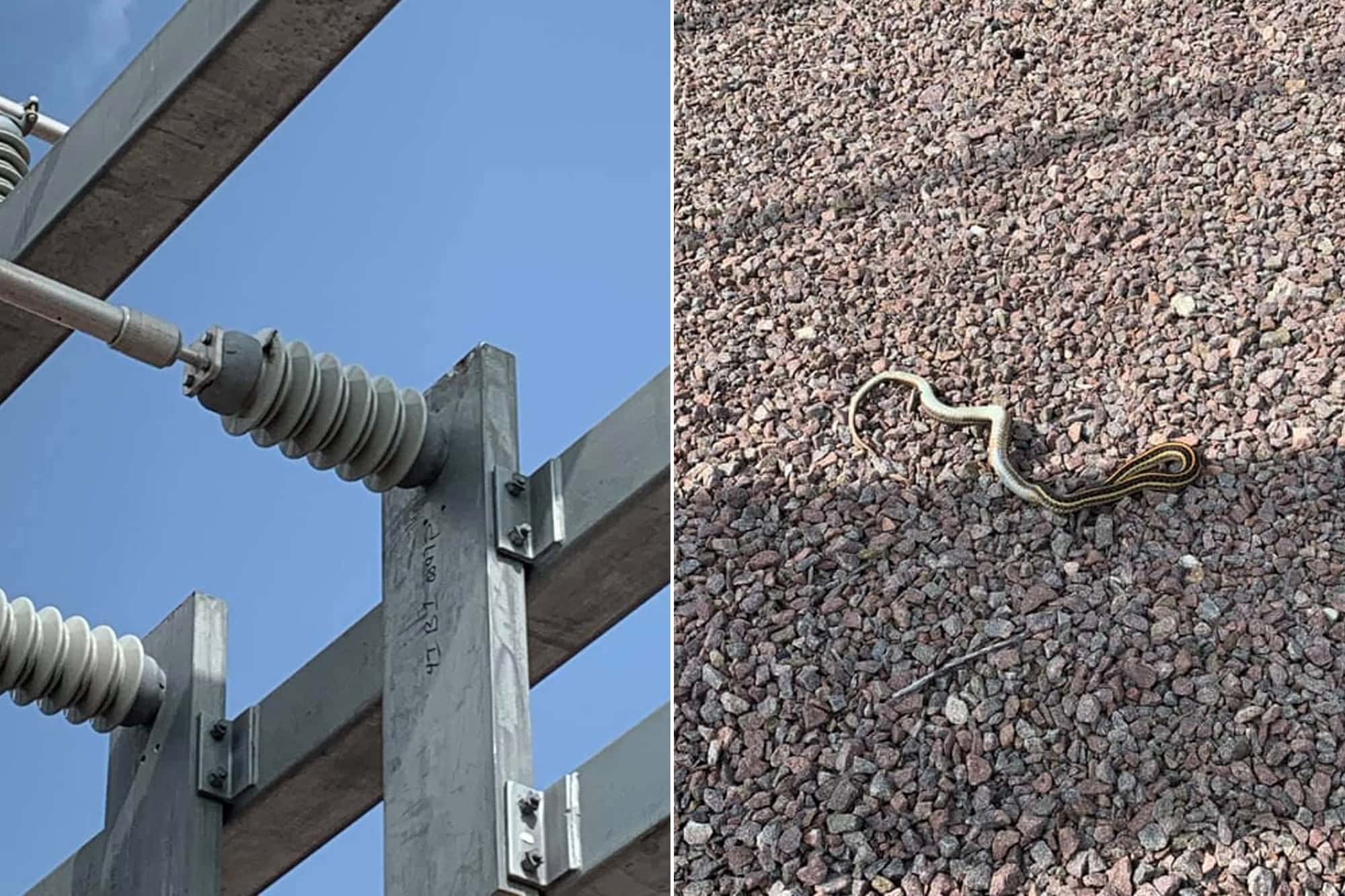 When a snake enters a Texas substation, 16,000 residents lose ...