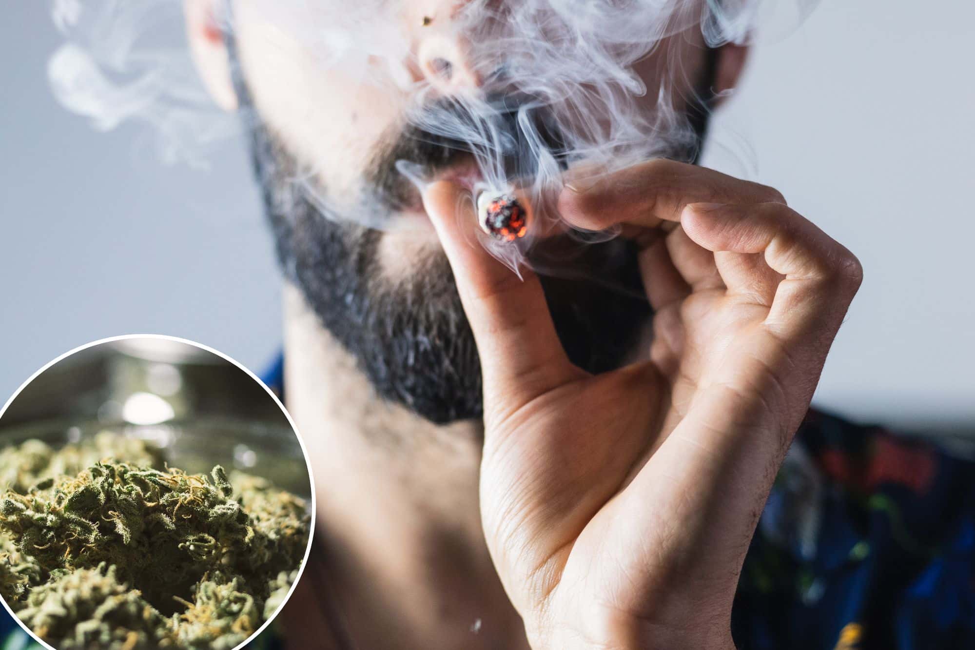 Frequent Marijuana Users Show Elevated Lead and Cadmium Levels ...