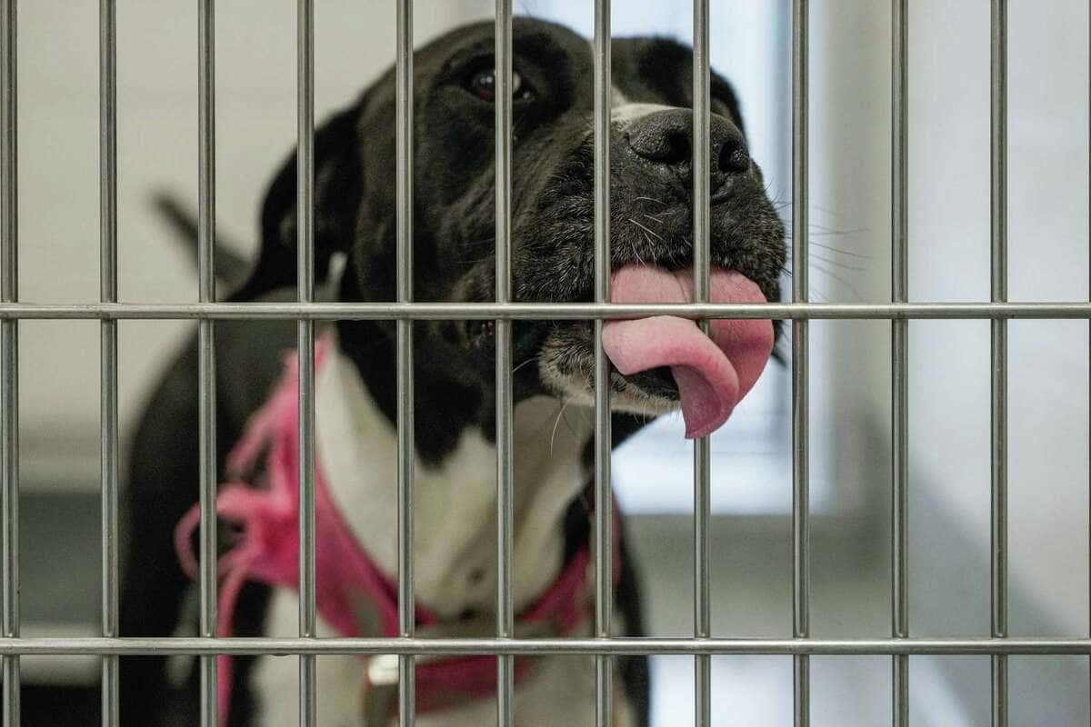 Cruelty to Animals: Heartbreaking Abuse Caught on Video Prompts Urgent ...