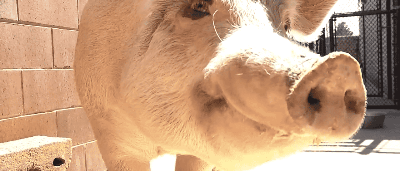 400-Pound Pig Fred Finds New Home After Aurora Crime Spree – PelhamPlus