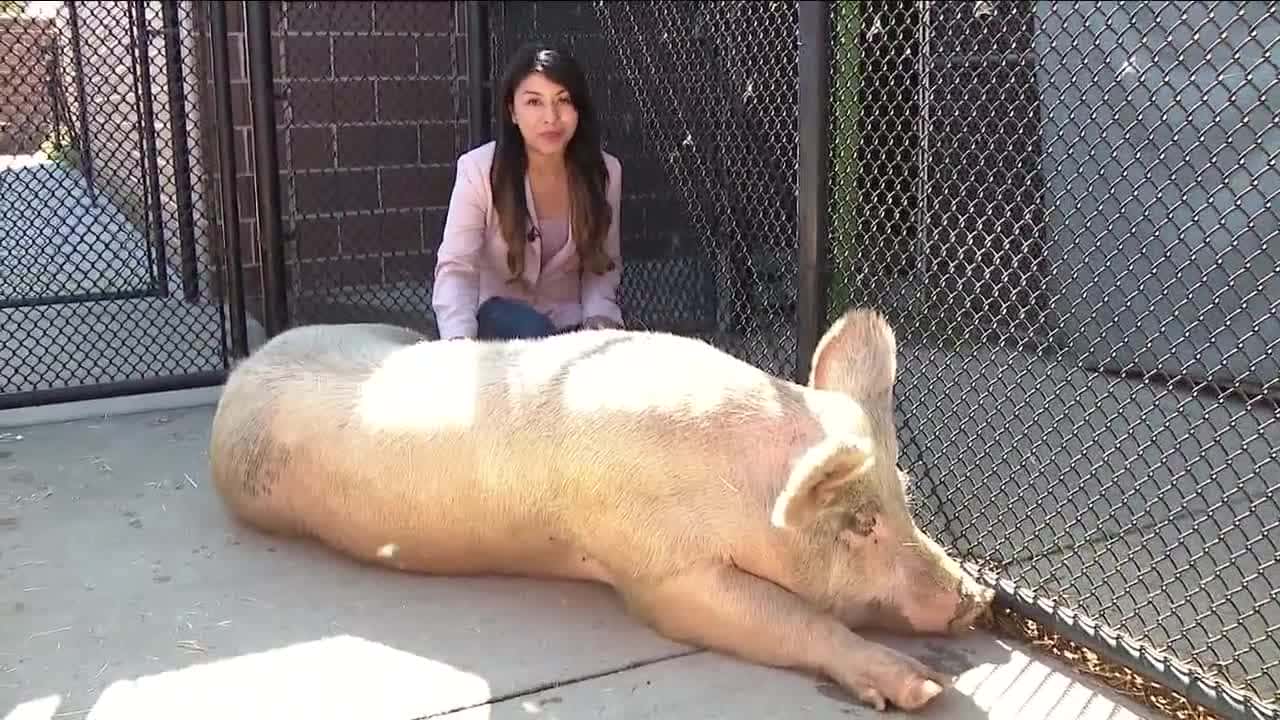 400-Pound Pig Fred Finds New Home After Aurora Crime Spree – PelhamPlus